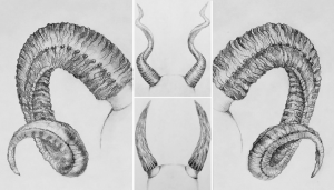 How to Draw Horns: Best Pencil Tutorial at WoWPencils